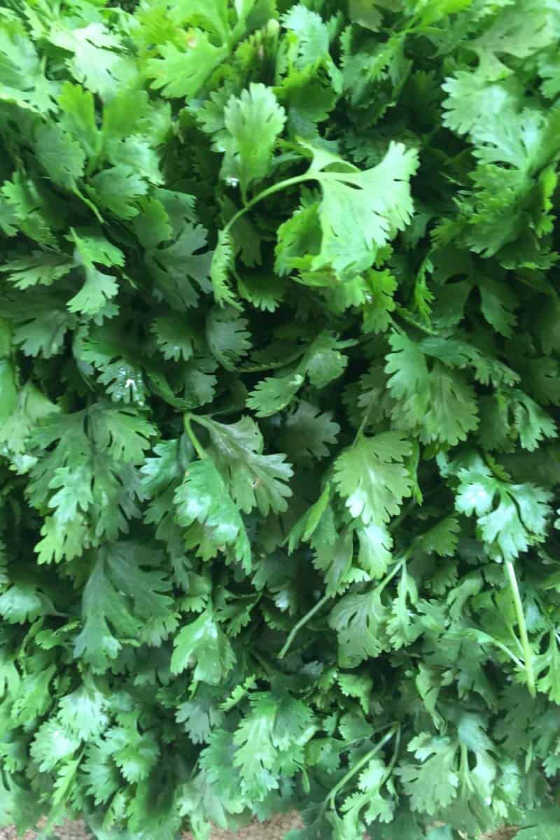 How to Store Cilantro