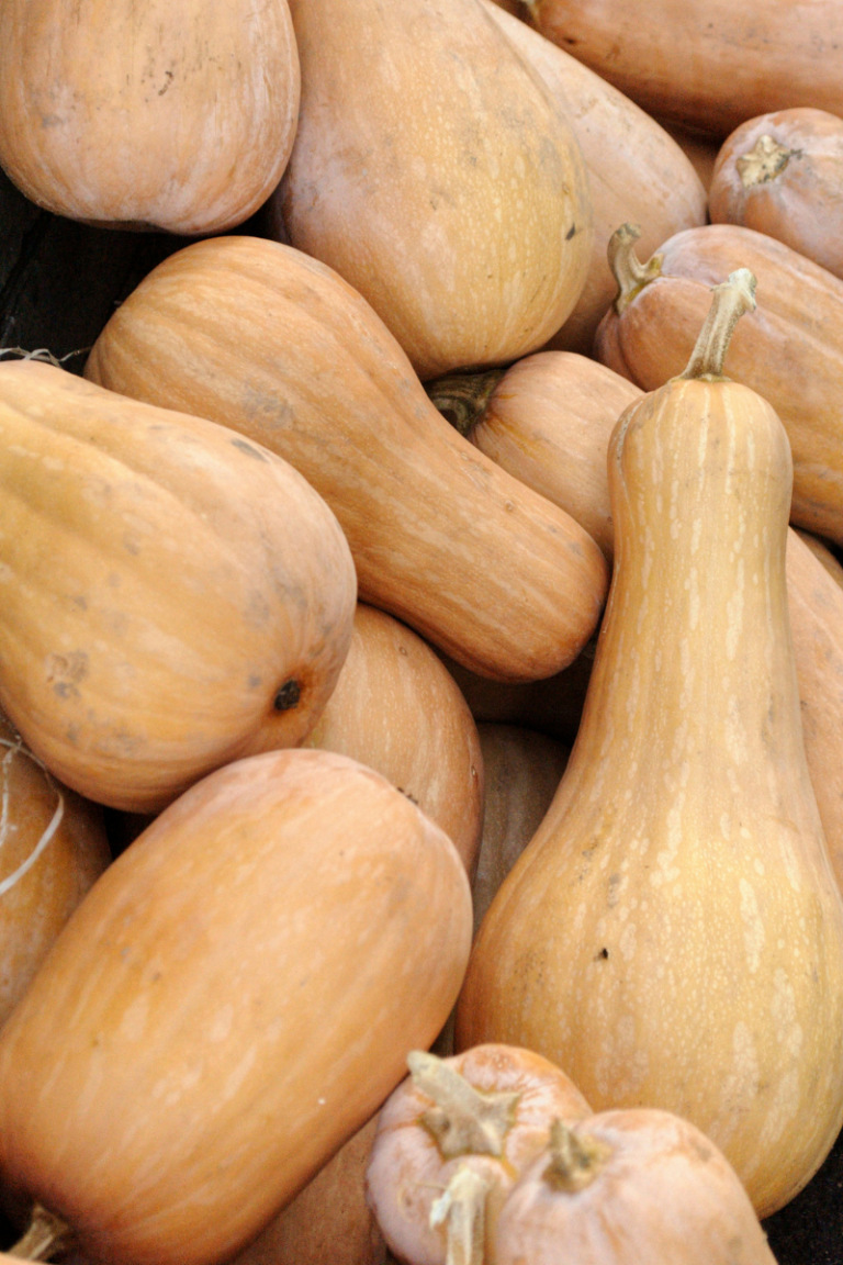 How To Store Butternut Squash - Savory Suitcase