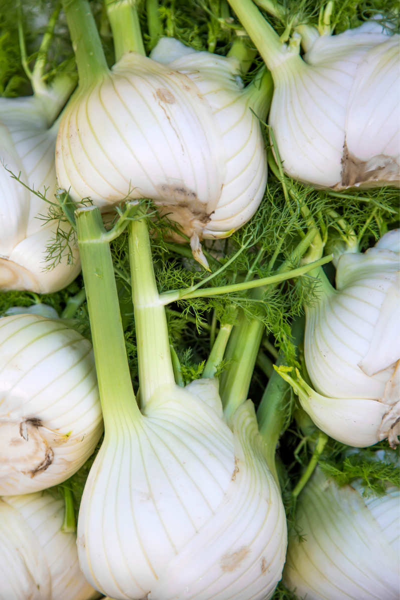 How to Store Fennel - Savory Suitcase