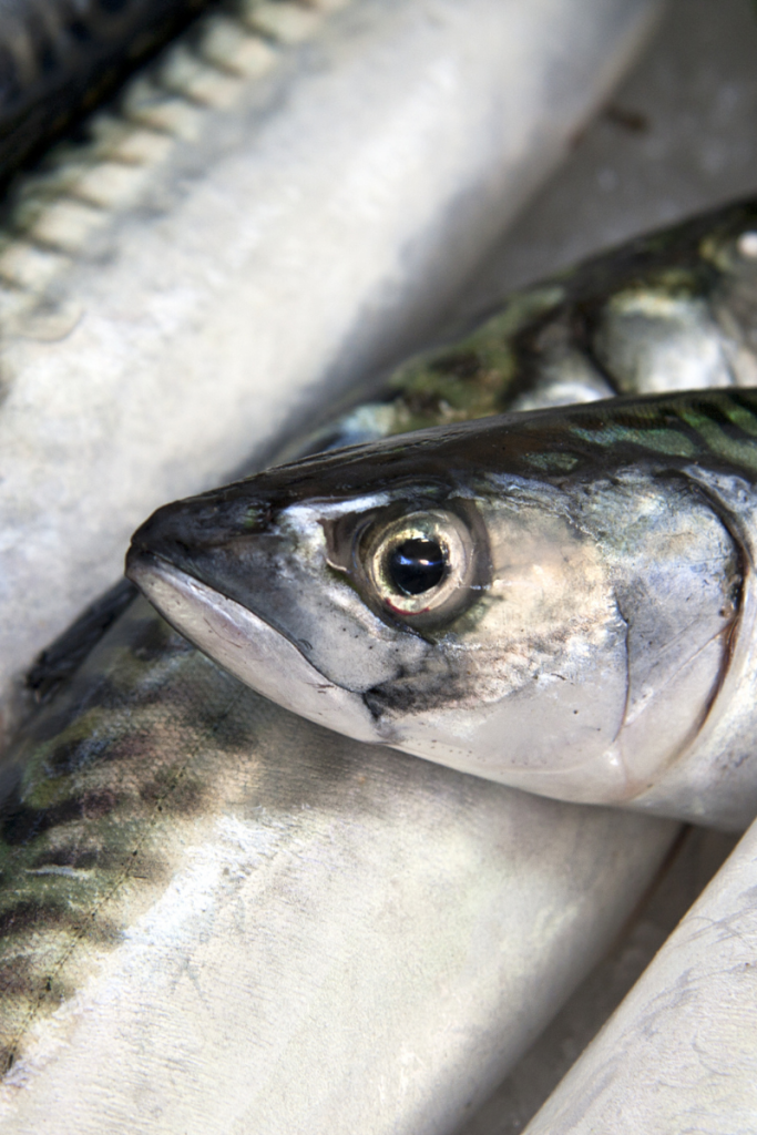 How To Store Mackerel - Savory Suitcase