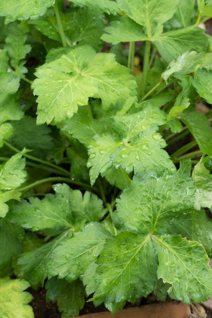 What Is Mitsuba? - Savory Suitcase