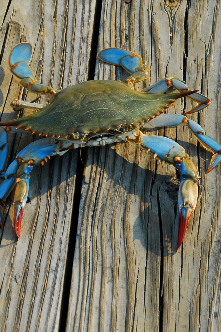 What Is A She-Crab? - Savory Suitcase